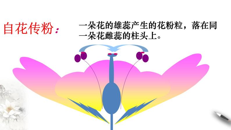 高中生物人教版 2019必修2《遗传与进化》第1节 盂德尔的豌豆杂交实验（一）背景图ppt课件 教习网课件下载