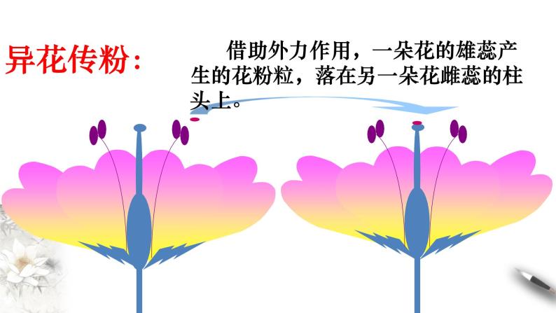 高中生物人教版 2019必修2《遗传与进化》第1节 盂德尔的豌豆杂交实验（一）背景图ppt课件 教习网课件下载