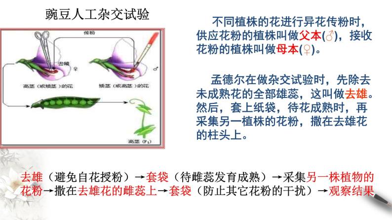 高中生物人教版 2019必修2《遗传与进化》第1节 盂德尔的豌豆杂交实验（一）背景图ppt课件 教习网课件下载