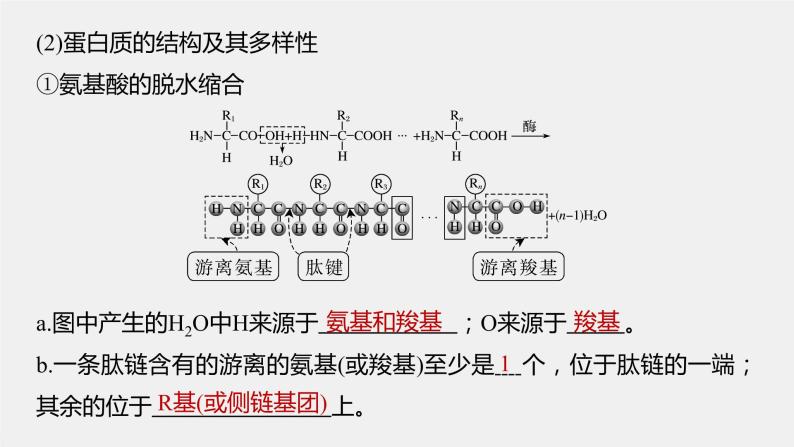 新人教新高考生物一轮复习课件 第1单元 第3课时 蛋白质是生命活动的主要承担者 教习网课件下载