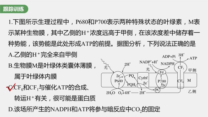 新人教新高考生物一轮复习课件 第3单元 解惑练3 光系统及电子传递链 教习网课件下载