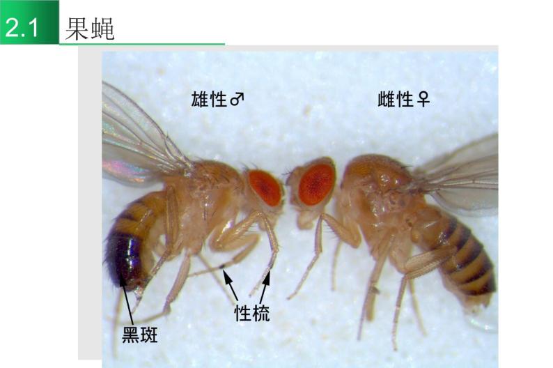 高中生物高考专题22 基因在染色体上 2021年高考生物一轮复习知识精讲课件 教习网课件下载