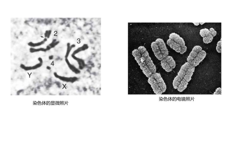 高中生物高考专题22 基因在染色体上 2021年高考生物一轮复习知识精讲课件 教习网课件下载