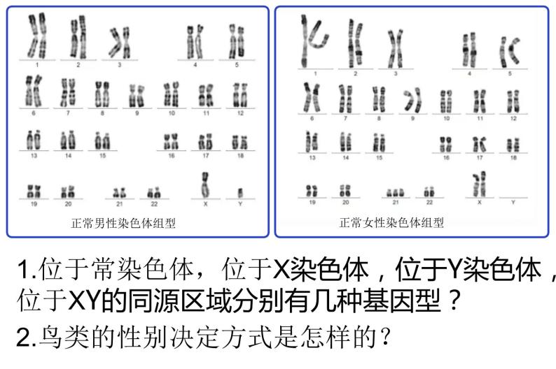 高中生物高考专题22 基因在染色体上 2021年高考生物一轮复习知识精讲课件 教习网课件下载