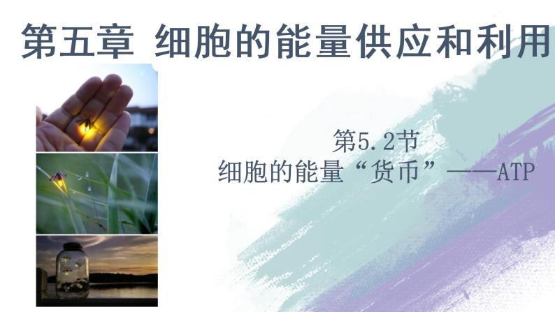 生物必修1《分子与细胞》第2节 细胞的能量 货币”atp示范课ppt课件 教习网课件下载