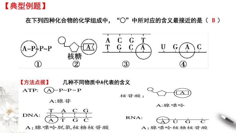 高中生物人教版 2019必修1《分子与细胞》第5章 细胞的能量供应和利用第2节 细胞的能量 货币”atp备课课件ppt 教习网课件下载