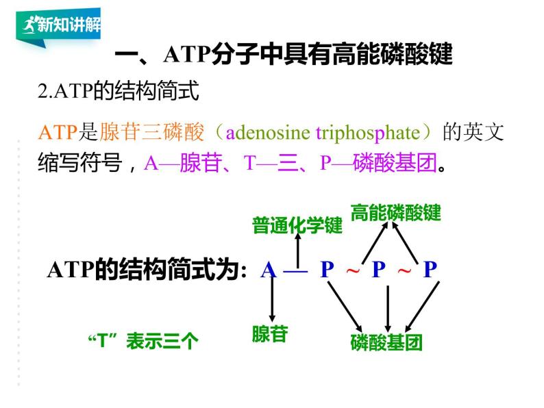 生物人教版 2019第5章 细胞的能量供应和利用第2节 细胞的能量 货币”atp说课ppt课件 教习网课件下载