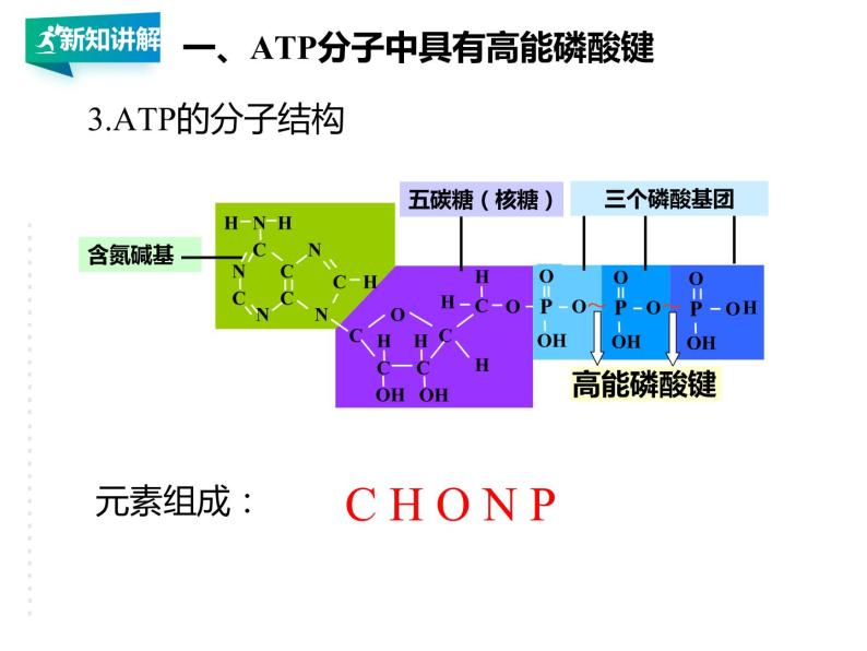 生物人教版 2019第5章 细胞的能量供应和利用第2节 细胞的能量 货币”atp说课ppt课件 教习网课件下载