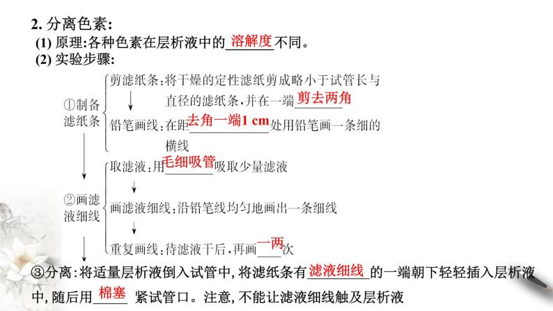 高中生物第一册 5 4 1 光合作用与能量转化 课件 教习网课件下载