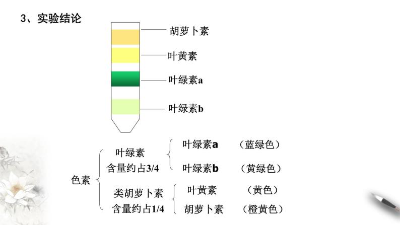 高中生物第一册 5 4 1 光合作用与能量转化 课件 教习网课件下载