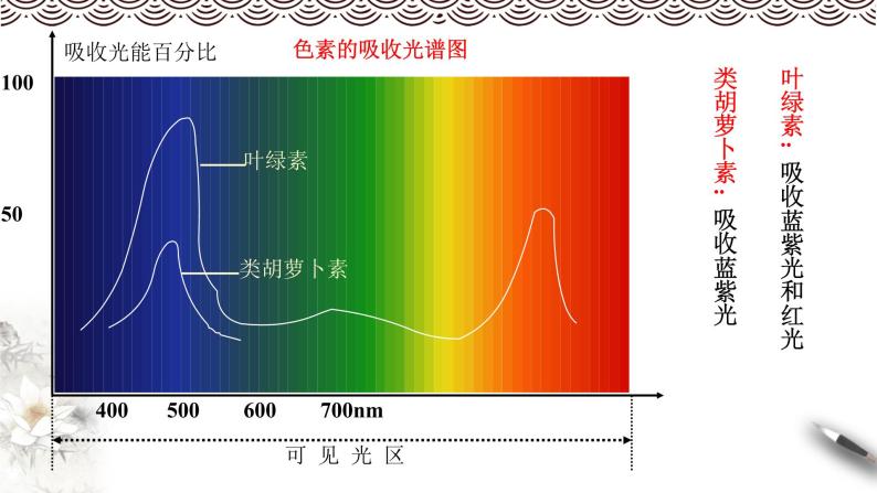 高中生物第一册 5 4 1 光合作用与能量转化 课件 教习网课件下载