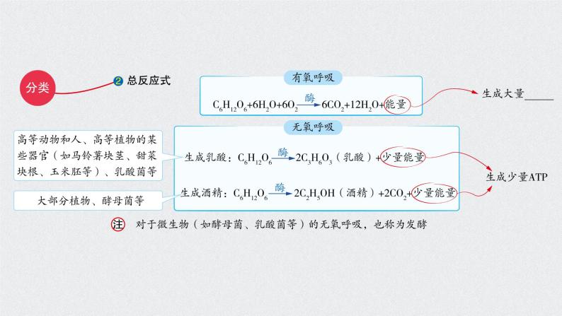 高中生物高考考点精讲5 细胞呼吸的原理和应用（课件）练习题 教习网课件下载