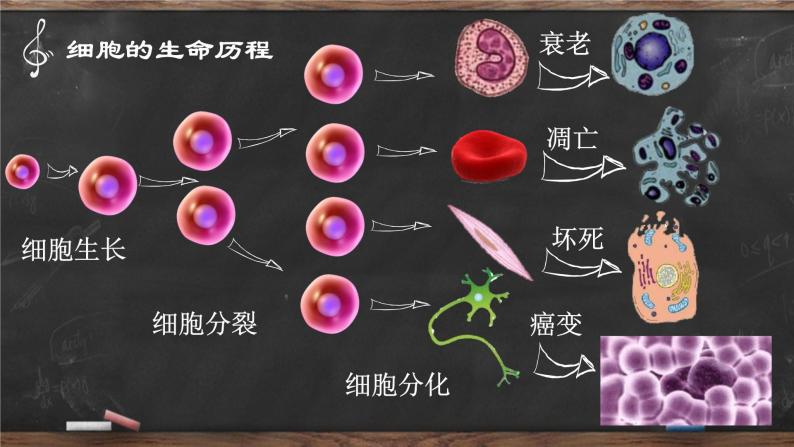 高中生物高考专题18 细胞的生命历程 2021年高考生物一轮复习知识精讲课件 教习网课件下载