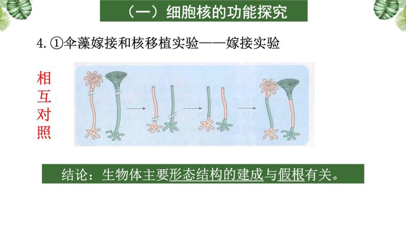 高中生物高考专题02 细胞的基本结构 2021年高考备考生物一轮复习课件 教习网课件下载