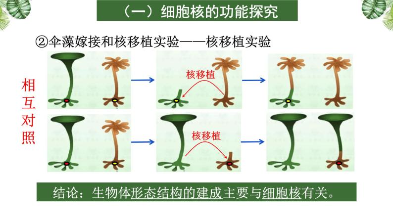 高中生物高考专题02 细胞的基本结构 2021年高考备考生物一轮复习课件 教习网课件下载