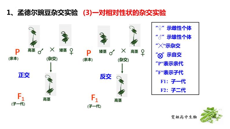 2023届高三生物复习基因的分离定律课件ppt 教习网课件下载