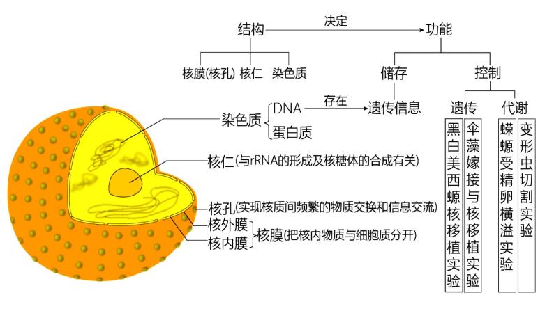 2023届高三生物复习课件：细胞核的结构和功能 教习网课件下载