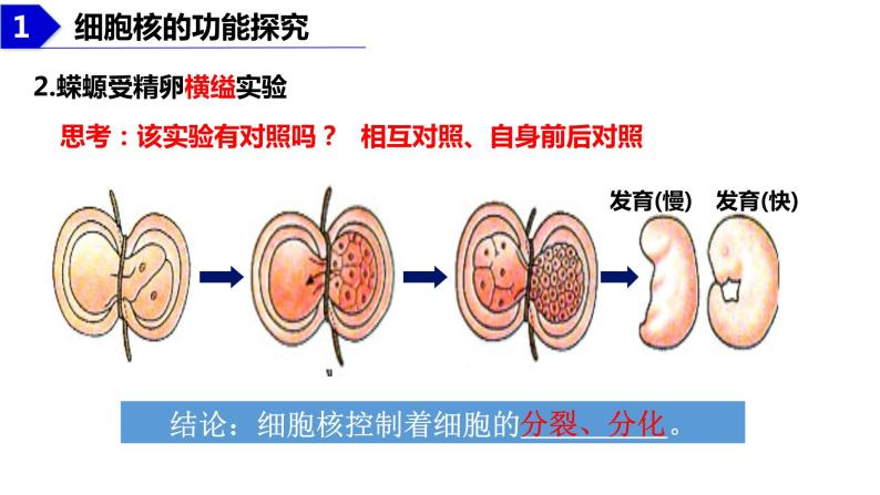 2023届高三生物复习课件:细胞核的结构和功能 教习网课件下载