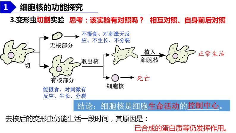 2023届高三生物复习课件：细胞核的结构和功能 教习网课件下载