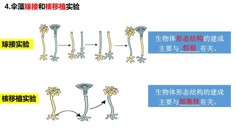 2023届高三生物复习课件：细胞核的结构和功能 教习网课件下载