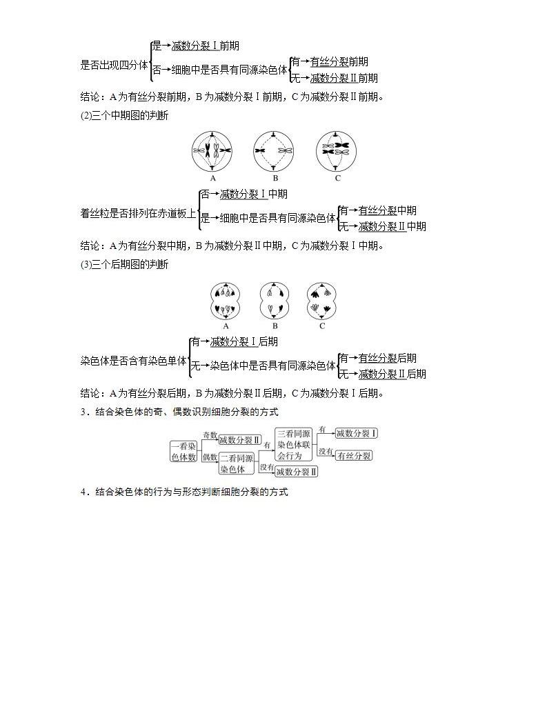 2024年高考生物一轮复习（新人教版） 第4单元 第4课时 减数分裂与有丝分裂的比较及观察蝗虫精母细胞减数分裂装片 教习网课件下载