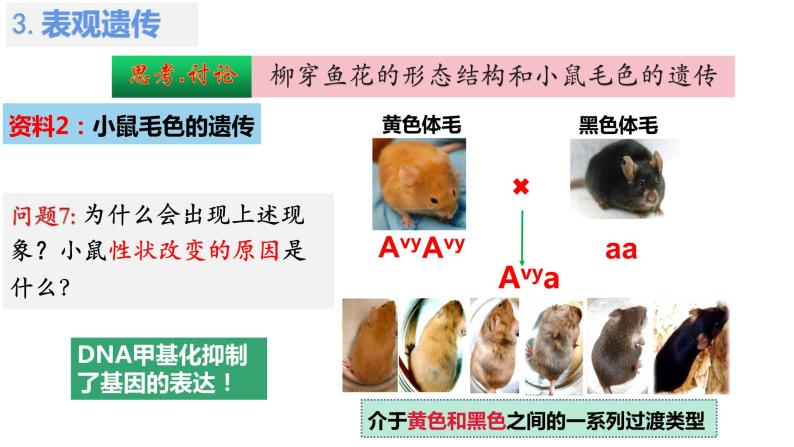 高中生物第2节 基因表达与性状的关系教课内容ppt课件 教习网课件下载
