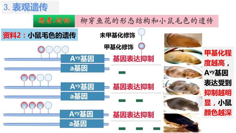 高中生物第2节 基因表达与性状的关系教课内容ppt课件 教习网课件下载