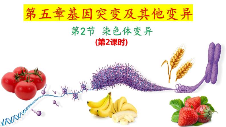 人教版 2019必修2《遗传与进化》第2节 染色体变异图片课件ppt 教习网课件下载