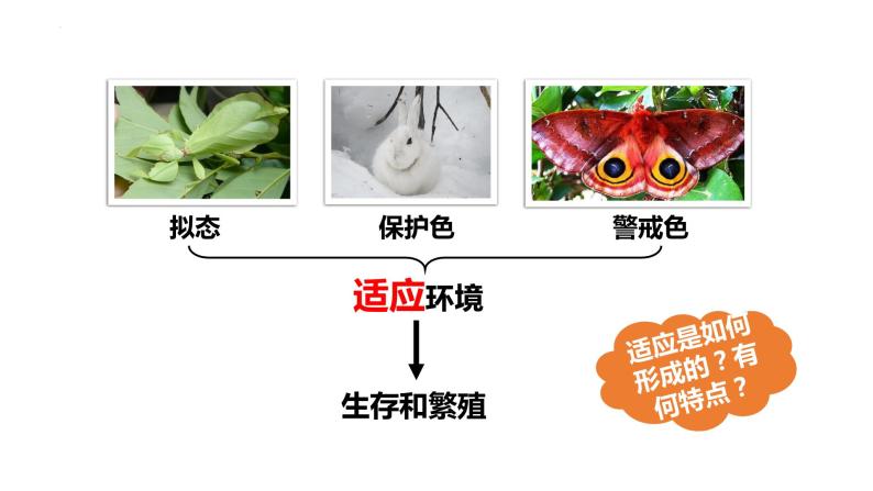 生物必修2《遗传与进化》第2节 自然选择与适应的形成教学ppt课件 教习网课件下载