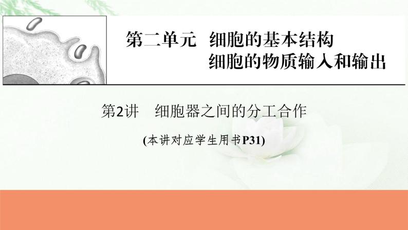 2024届高考生物一轮复习第二单元细胞的基本结构细胞的物质输入和输出第2讲细胞器之间的分工合作课件 教习网课件下载