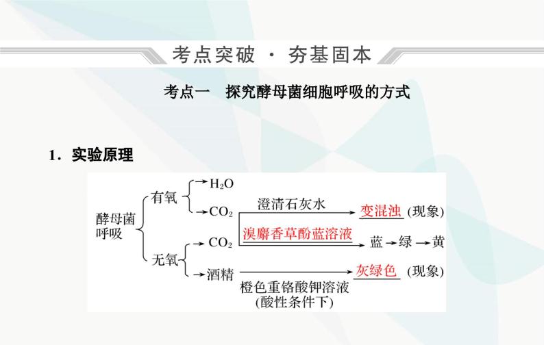 2024届人教版高考生物一轮复习细胞呼吸的原理和应用课件(单选版) 教习网课件下载