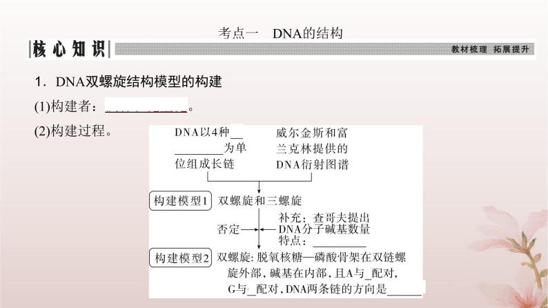2024届高考生物一轮总复习第六单元遗传的分子基础第17讲dna的结构复制及基因的本质课件 教习网课件下载