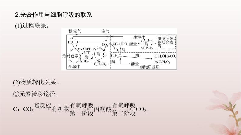 2024届高考生物一轮总复习第三单元细胞的能量供应和利用微专题2光合作用与细胞呼吸的综合分析课件 教习网课件下载