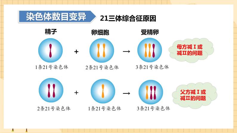生物必修2《遗传与进化》第5章 基因突变及其他变异第2节 染色体变异试讲课ppt课件 教习网课件下载
