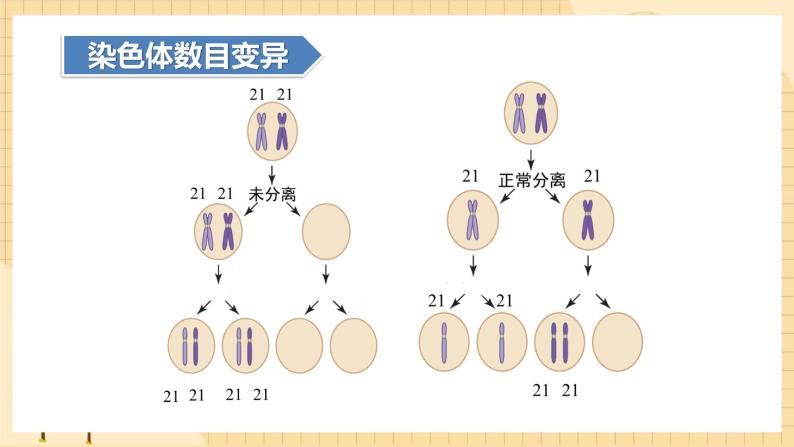 生物必修2《遗传与进化》第5章 基因突变及其他变异第2节 染色体变异试讲课ppt课件 教习网课件下载