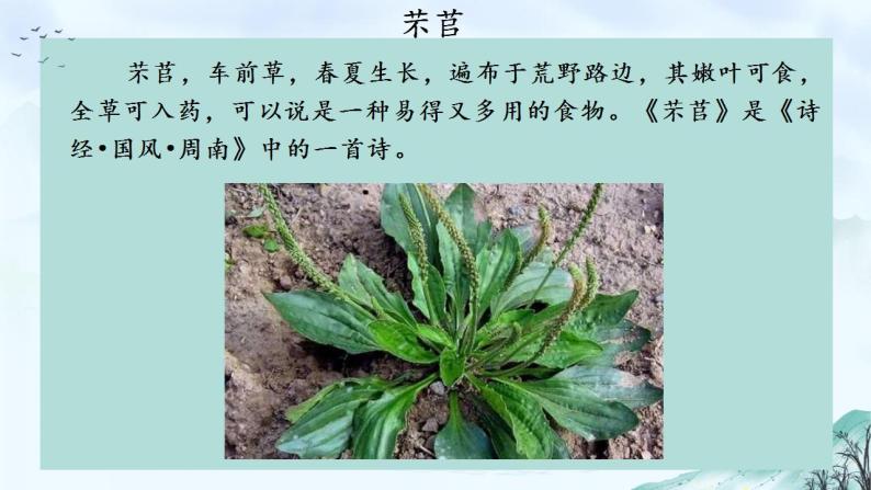 2022-2023学年统编版高中语文必修上册6《芣苢》《插秧歌》比较阅读31张-教习网|课件下载